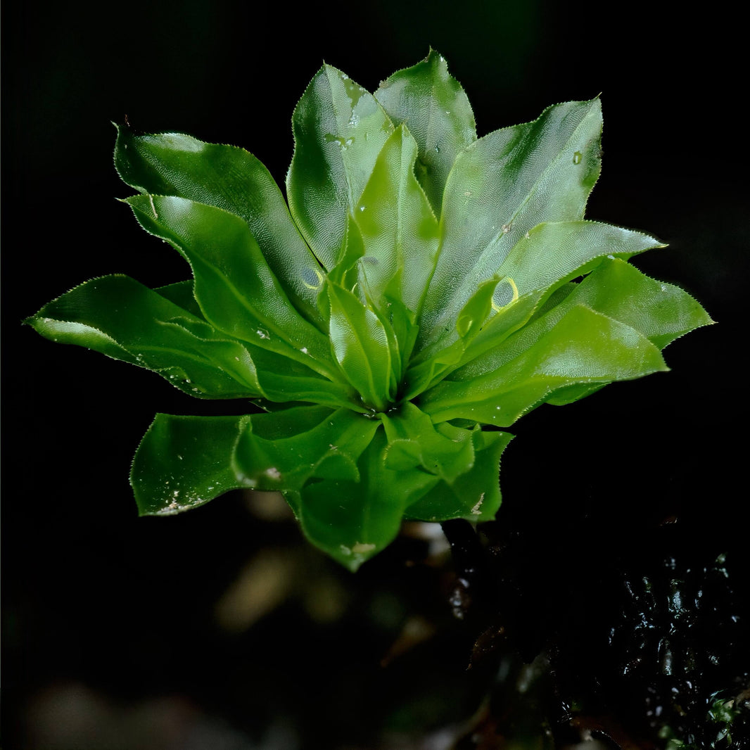 Moss for Sale – Begin With Plants
